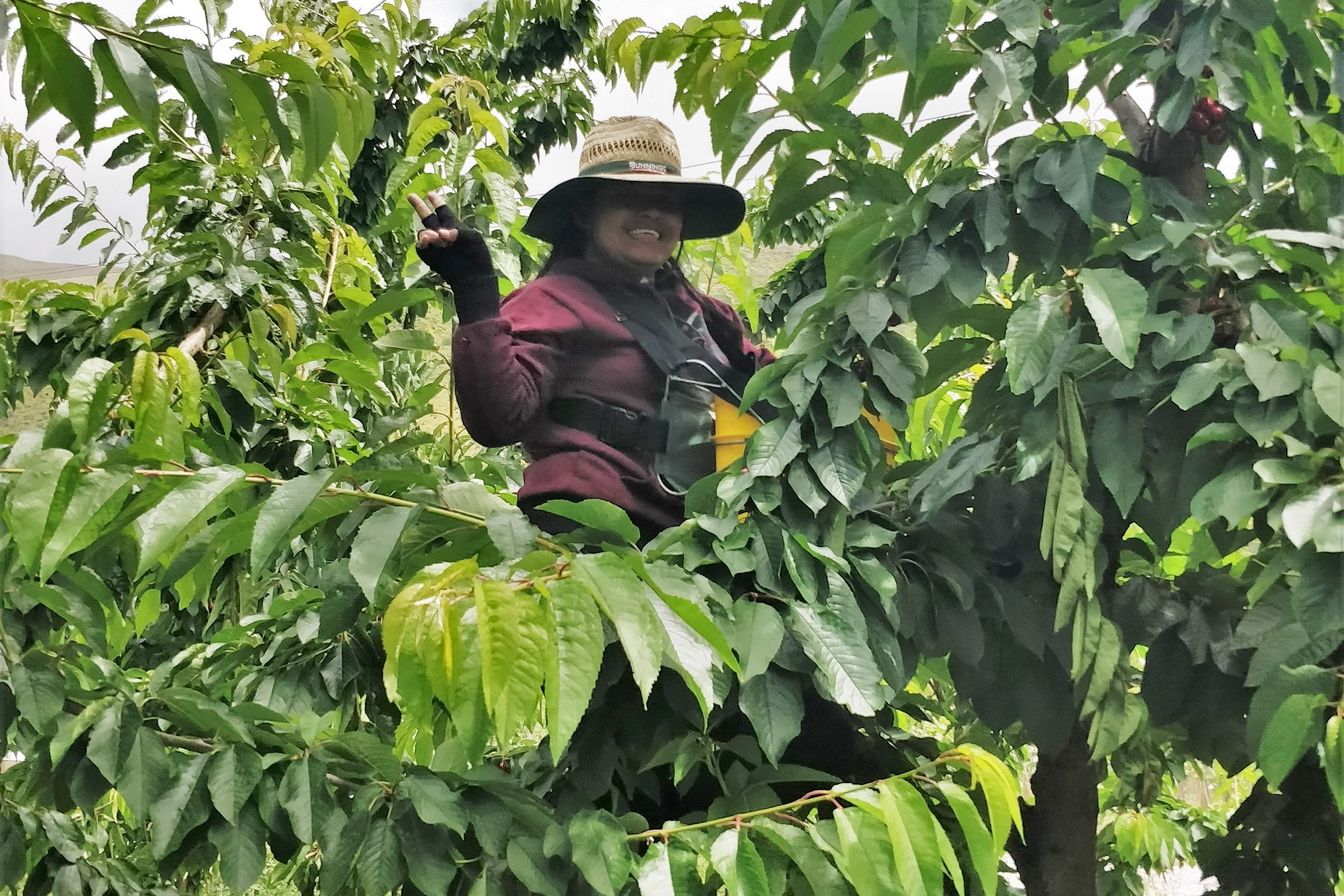 Orchard work provides stepping stones for new Kiwis | New Zealand Red Cross